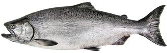 Exploring the Five Wild BC Salmon Species - A Culinary Journey with St ...